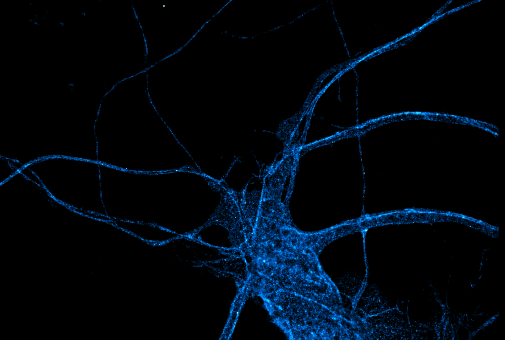 The actin cytoskeleton in the axon of neurons - Abbelight